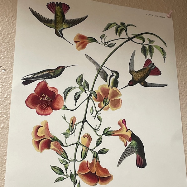 Hummingbird Print: Vintage Audubon Bird Drawing Poster - Etsy