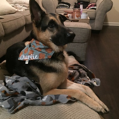 The Picnic Reversible Snap on Dog Bandana, Reversible, Two Looks in One ...