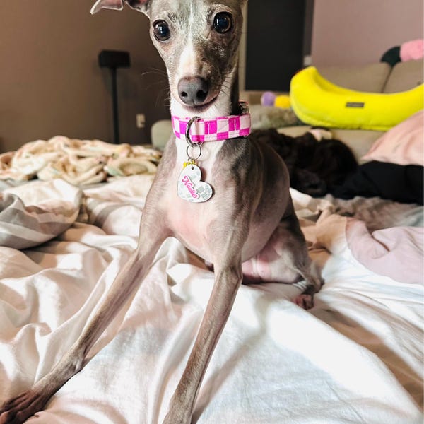 Luxe Blue Sapphire Velvet Key Fob Wristlet | Winter | Rose Gold, Gold ...