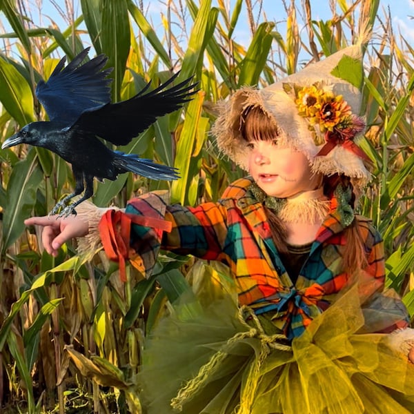 Crowns King Crown Overlay Photoshop Overlays for Photographers ...