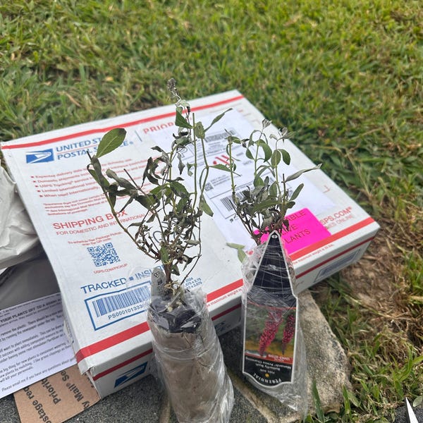 CLEMATIS 'EDDA'. Plant. Perennial. - Etsy