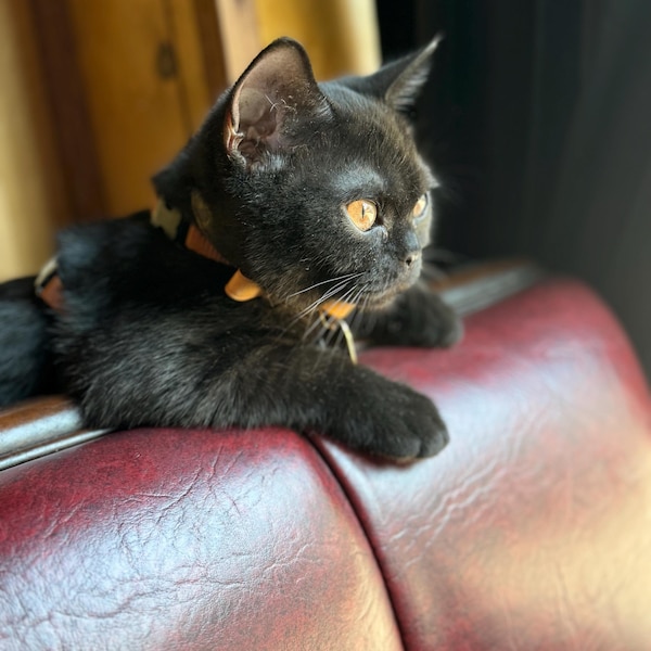 Harness (escape Proof) - Etsy