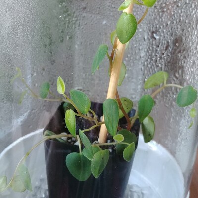 Peperomia Fagerlindii - Etsy