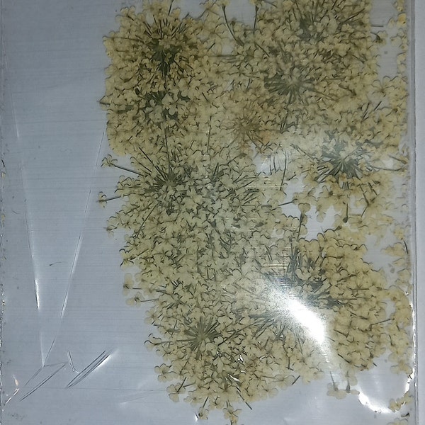 20pcs Pressed Dried Flowers Four-leaf Clover Plants Epoxy Resin Filling ...