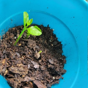 Noni SEEDS/Morinda citrifolia/Hawaiian Canoe Plant/Hawaii | Etsy