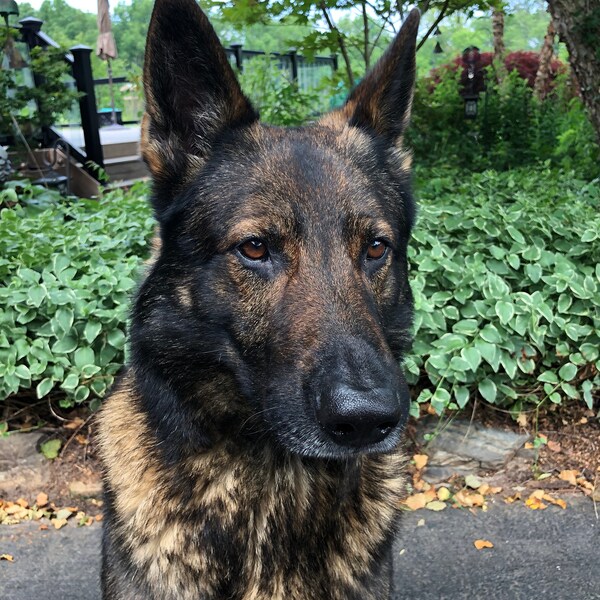 Cute Puffer Fish Art Print From Painting Puffy Tropical Fun Blue Yellow ...