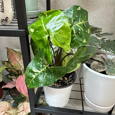 White Princess Philodendron, Pink & White Philodendron, PPP, WPP, High ...