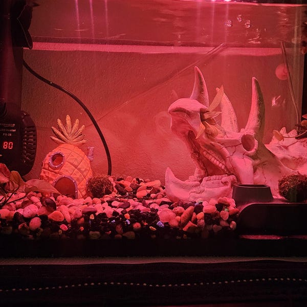 Aquarium Tunnel Cave – Underground Fish Tank Viewing Hideout for ...