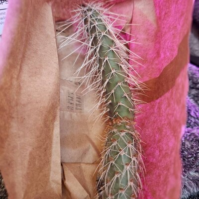 OP027: Opuntia Debreczeyi 'alberta Sunset' spineless Cat's Paw Cactus ...