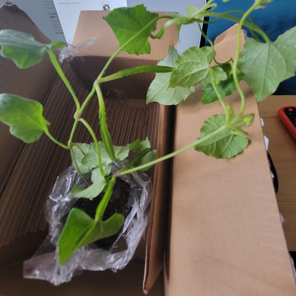 Supernova Tomato Seedling - Grape Tomato Plant - Pre-order Spring 2025 ...
