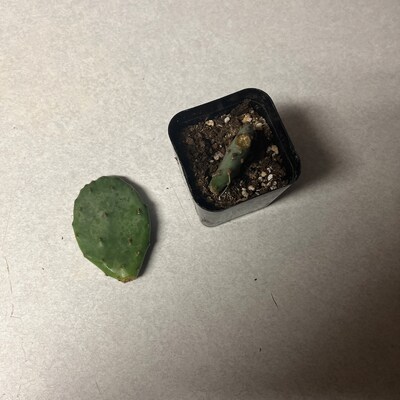 Santa Rita, Baby Rita, Rare Purple Dwarf Cactus, Opuntia Basilaris ...