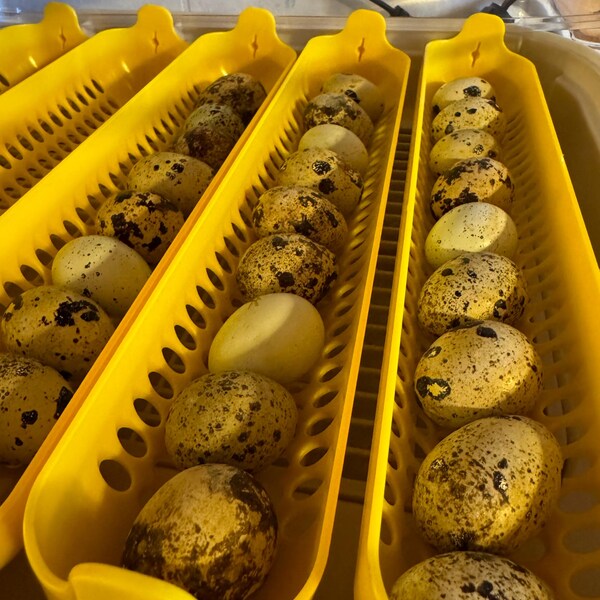 12 Fresh Rainbow Coturnix Quail Eggs - Etsy