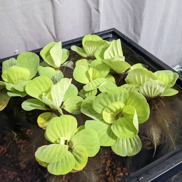 BUY 2 GET 1 FREE Water Lettuce-easy Live Aquarium Pond Aquatic Plant - Etsy