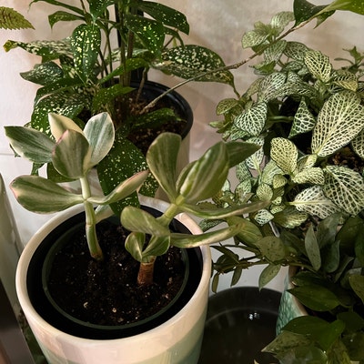 Variegated Jade Plants, Crassula Ovata Variegata, Live Rooted Healthy ...