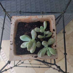 Rare Pink Moonstone Succulents Pink Pebble Rosette Plants - Etsy