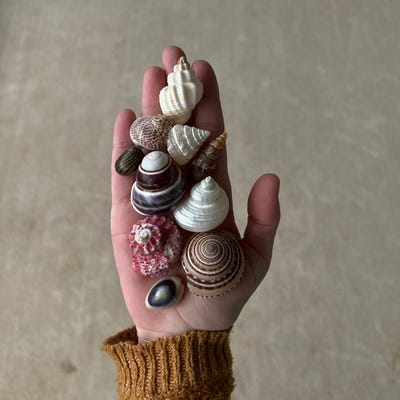 Polished Trochus Shell 2 2.25 White Pearl Turbo Seashell Beach Decor ...