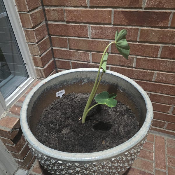 Giant Elephant Ear Colocasia Bulbs - Tropical Plant for Lush Garden ...