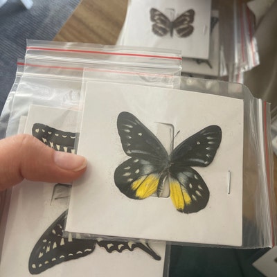 5-100PCS Real Butterfly Specimen Taxidermy Insect Butterflies Decor ...