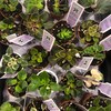 Kei Yoki African Violet Live Plant, Young Pre-finished Starter in a 4 ...
