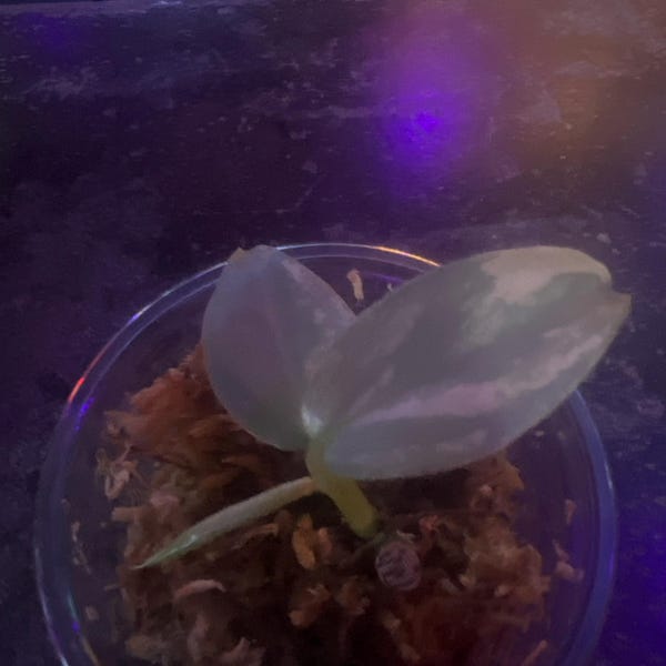 Variegated Raphidophora Tetrasperma, Whole Plant, Active Growth - Etsy