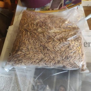 Tetrapleura Tetraptera /prekese / Aidan Tree.1000g/1kg - Etsy