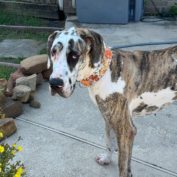 The Tedd Dog Collar - Etsy