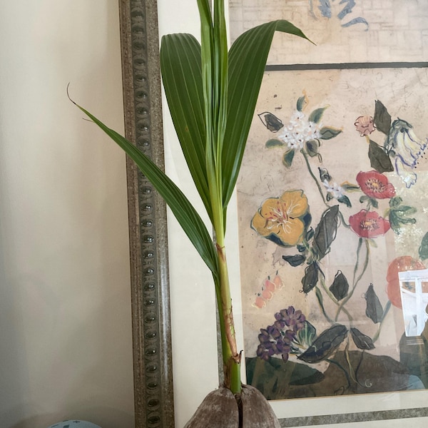 Biblical Myrtle Herb Plant - Myrtus - Ancient Herb - 4.5" Pot - Topiary ...