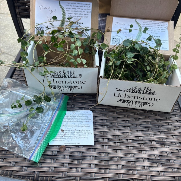 10 Dried Starflower (scabiosa Stellata) Seed Heads. Unique, Geometric ...