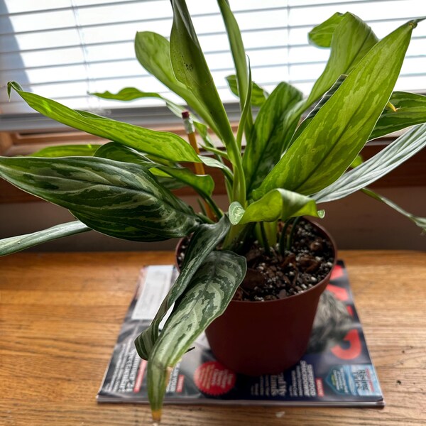 6in Dieffenbachia camille Houseplants Live Plants Indoor Plant - Etsy