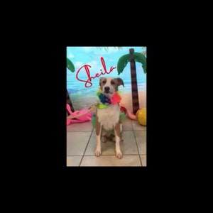 Music Note Tutu - Etsy