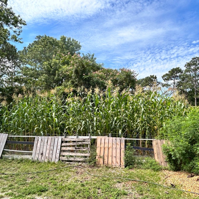 DeepSouthHomestead - Etsy