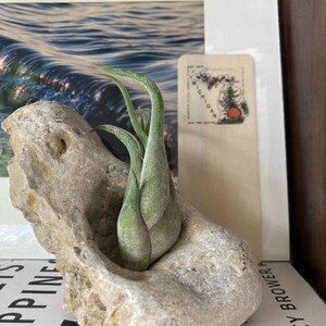 Neglecta Mini Air Plants Tillandsia, Air Plant, Indoor Plant, House ...