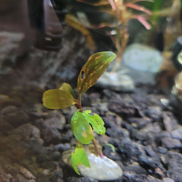 1 Bucephalandra Micro! Live Aquarium Plants! Free S/h Live Aquatic ...