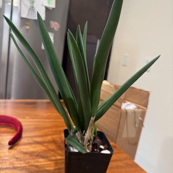 Orchid Plant LIVE Dendrobium Alice Iwanaga | Rare BLOOMING SIZE Indoor ...