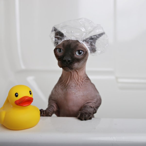 Kotomoda Shower Caps for Sphynx Cats and Small Pets 20pcs in a Tin Box ...