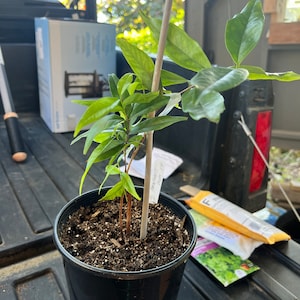 Spanish Lime Genip Guinep Ginepa Limoncillo Mamoncillo Fruit | Etsy