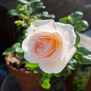 Princess Charlene De Monaco Rose Plant Potted Very Fragrant - Etsy