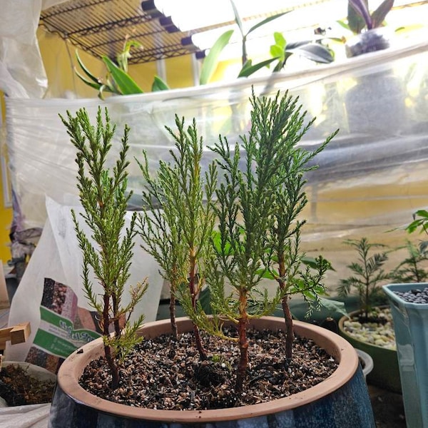 3 Giant Sequoia Trees - California Redwood - Potted - 8"-12" Tall ...