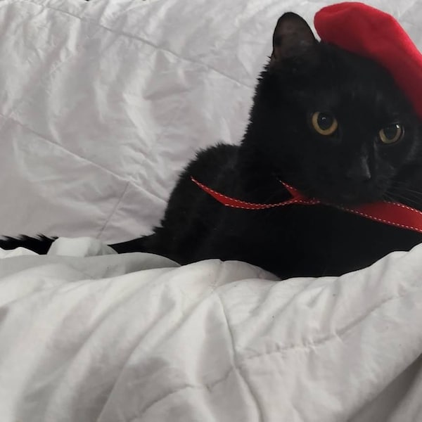 Complete French Cat Outfit- Cat Beret, Ascot and Striped Shirt Pet ...