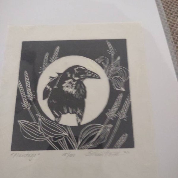 Raven,blackbird,corvus Corax,corvid,lino,linocut,morning Glory,botnical ...