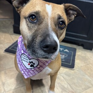 Pet Cancer Awareness Ribbon Blue Bandana I'm Beating Cancer or Hug Me I ...