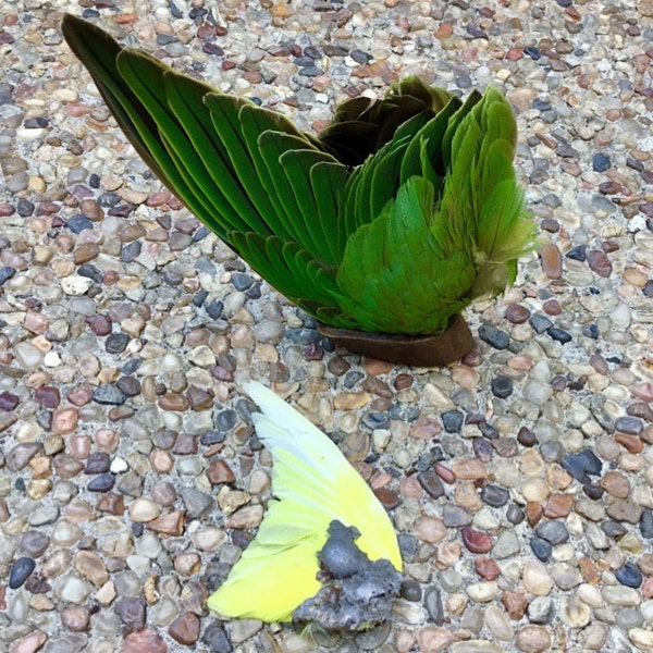 Taxidermy Bird Wings, Real Bird Wing, Chicken Wing, Partial Wing, 8 X 2 ...