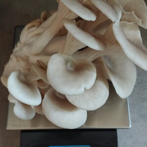 Elm Oyster Mushroom Liquid Culture Syringe Spore Free Live | Etsy