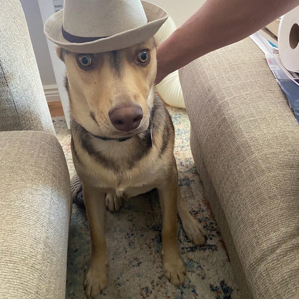 Dogs Sailor Hat, Cape Set HANDMADE Dog Hats, Dog Caps, Marine Hat ...