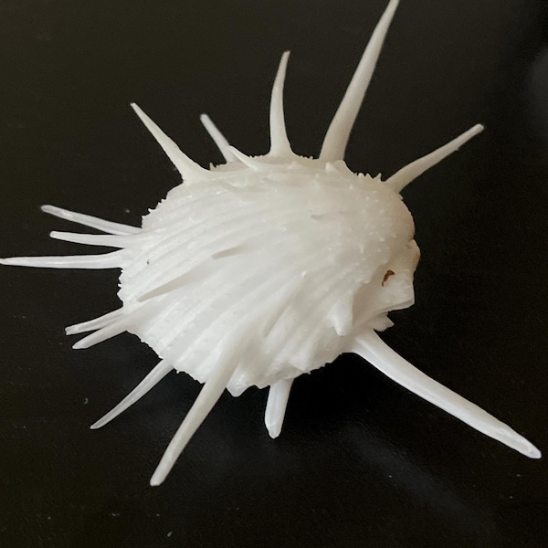 Big Size Hermit Crab Sea Shell, 1 7/8 2 1/4 Opening Hole.green Mother ...