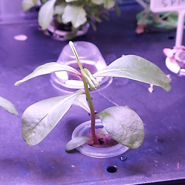 Scent Leaf (efinrin, Nchanwu, Daidoya) - Etsy Canada