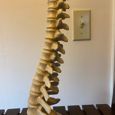 Spine Key Chain - Etsy