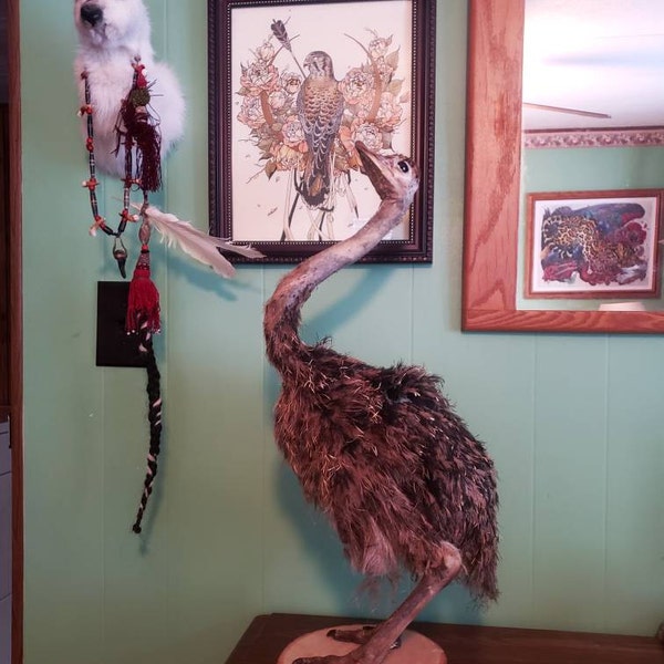 Real Ostrich Skull Taxidermy Specimen - Etsy