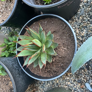Blue Glow Agave 3 Gallon Live Succulent Plant Cactus Indoor Plant ...