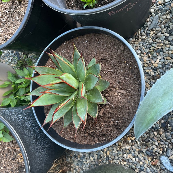 Blue Glow Agave | 3 Gallon | Live Succulent Plant | Cactus | Indoor ...